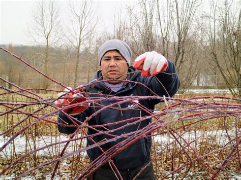 Pruning My Black Raspberry Bushes The Martha Stewart Blog