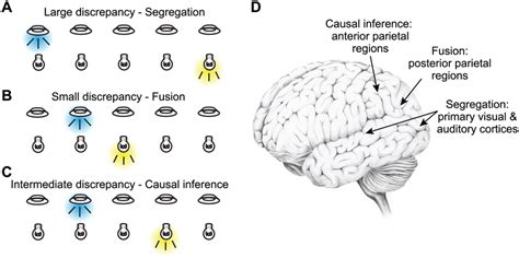 Causal Inference About Stimulus Location AC Schematized Spatial Download Scientific Diagram