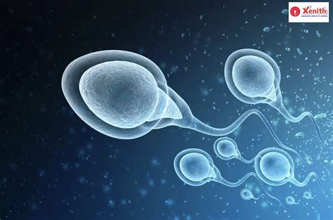 Sperm Sorting Techniques Xenith Advanced Fertility Center In Pune