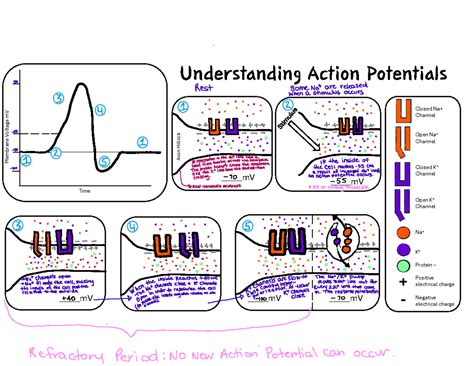 Action Potential Worksheet Psyc 1020 Mv Axon Hillock Mv