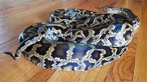 If You Have A Giant Python Share Some Pics Names And Story R