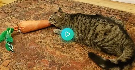 Catnip Album On Imgur