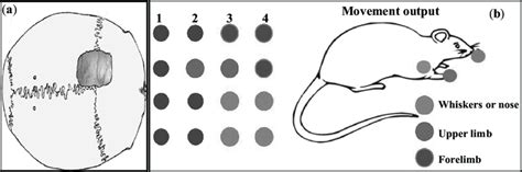10 A Location Of Implantation Of Both Au Or Pt And Au Or C µecog