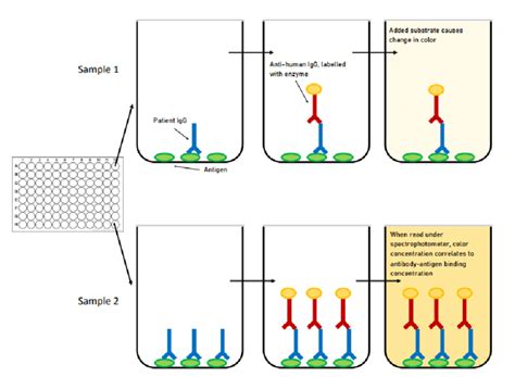 Enzyme Linked Immunosorbent Assay
