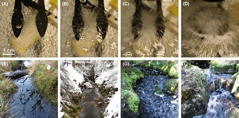 Photographs Of Bubble Plumes In The Experimental Chamber With Two Download Scientific Diagram