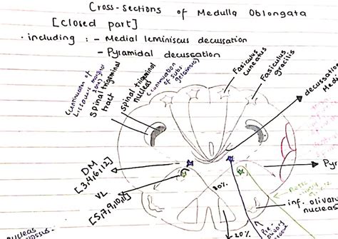 Cross Section Of Medulla Oblongata Schematic Anatomy Stuvia Uk