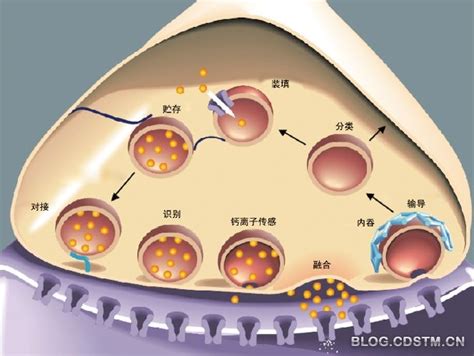细胞外囊泡 技术 第8页 文秘苑图库