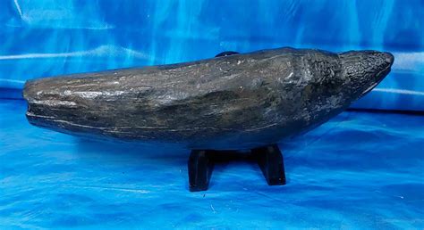 Giant Top Quality Fossilized Sperm Whale Tooth W Display Stand · L1 4