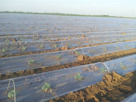 Dinja Gajenje Rasad Berba Poljoinfo Wiki