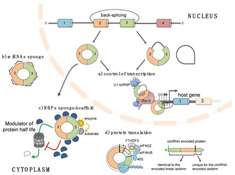 Functions Of Circular Rnas Encyclopedia Mdpi