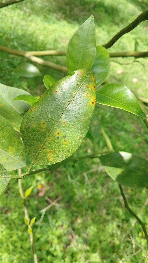 Citrus Disease Object Detection Dataset And Pre Trained Model By Citrusderesearch