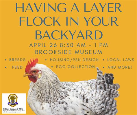 Having A Layer Flock In Your Backyard Saratoga County History Center