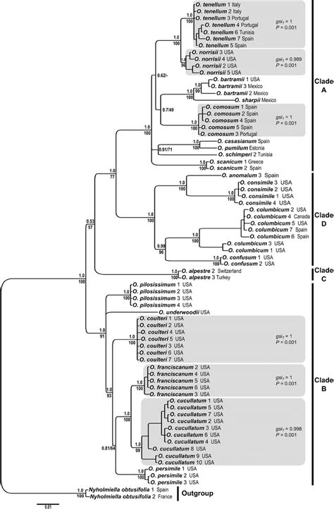 majority rule consensus tree of the bayesian inference obtained from