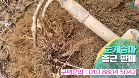 신바람 플랜트 협력농가 판매상품 나무장터com 눈개승마 종근 판매 Youtube