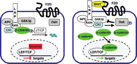 Simplified schematic of the Wnt β catenin signaling pathway Left