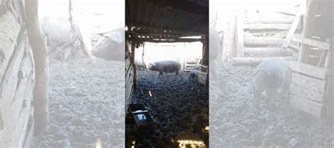 Свиньи живым весом купить в Большей Джалге Животные и зоотовары Авито