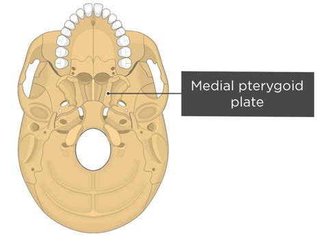 Pterygoid Plate Netter Netter Plate 152 Husson U Pt Blog