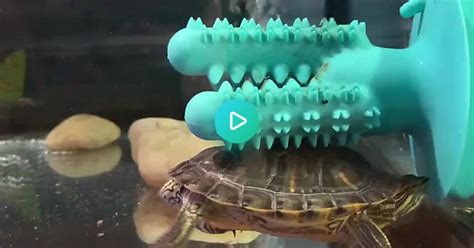 Scritch Scratch Album On Imgur