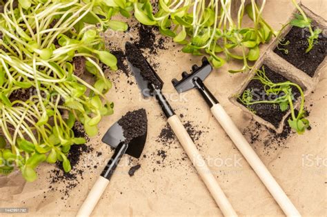 해바라기와 완두콩은 묘목을 심기위한 토양과 도구를 가진 콩나물입니다 가정 원예 갈퀴에 대한 스톡 사진 및 기타 이미지 갈퀴 건강한 식생활 농업 Istock