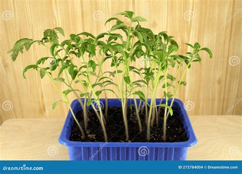 Overgrown Tomato Seedlings In A Plastic Container Growing Vegetables