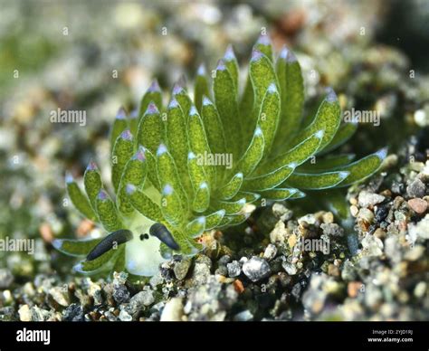 Close Up Of A Green Snail Leaf Sheep Snail Costasiella Kuroshimae