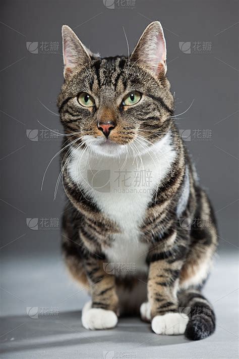 工作室肖像灰条纹猫与白色的胸部。