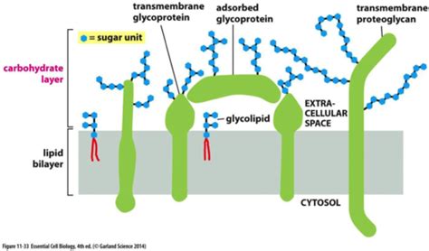 Cell Bio Chapter 11 Flashcards Quizlet