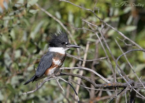Barn Swallow Repeatedly Attacking A Belted Kingfisher Feathered