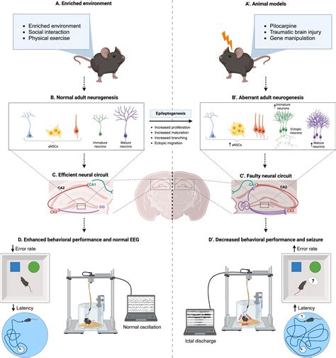 Integrating Adult Neurogenesis And Human Brain Organoid Models To Advance Epilepsy And