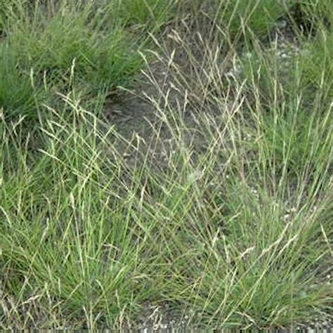 Blue Oat Grass Seeds For Sale At Edith Chapdelaine Blog
