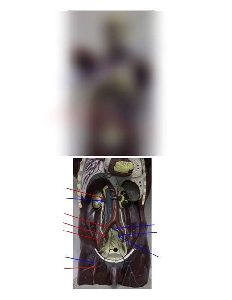 Lab Vein Artery Torso 3 Diagram Quizlet