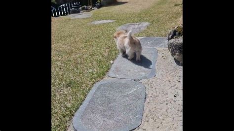 귀여운 집나가는 강아지 Youtube