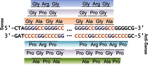 Schematic Representation Of The Possible Proteins Generated By Ran Download Scientific Diagram