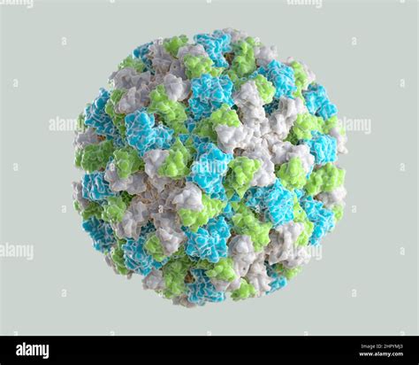 Norovirus Structure