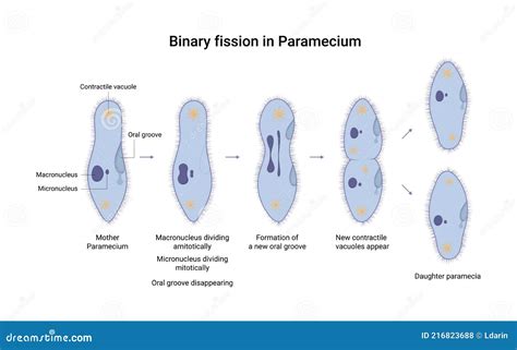 Binary Fission In Paramecium