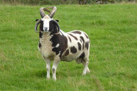 15 Different Kinds Of Sheep Breeds Domestic Sheep Types