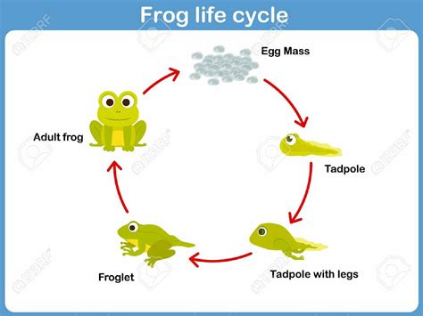 Does A Frog Have A 4 Stage Life Cycle At Eva Rawlinson Blog
