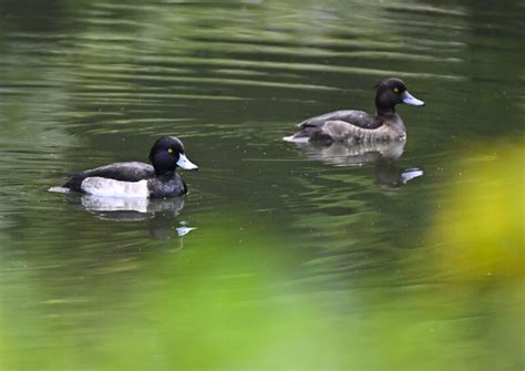 Tufted Duck Northern Pintail