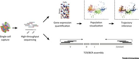 Single Cell Genomics Approaches And Utility In Immunology Trends In