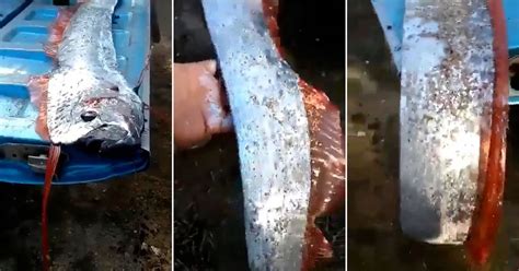 墨西哥渔民在锡那罗亚捕获超级巨大的皇带鱼 当地民众担心可能有大地震发生 神秘的地球 科学自然地理探索