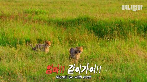 다리를 다친 새끼 치타를 버리고 가야하는 엄마 치타 If 인스티즈 Instiz 인티포털 카테고리