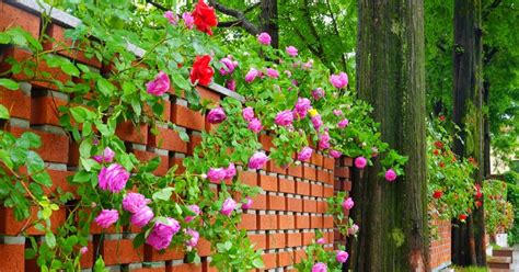 포토친구 삼청동의 장미가 있는 풍경