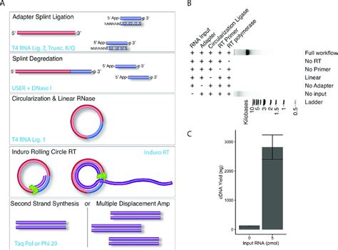 Small RNA Library Preparation Workflow For Nanopore Sequencing Download Scientific Diagram