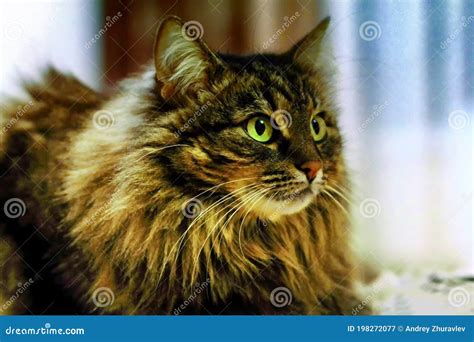 Большой красивый кот смотрит вперед Волосы и большой питомец зеленых глаз Стоковое Изображение