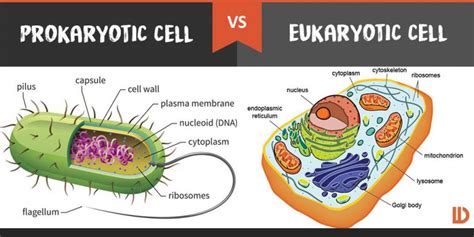 Differences Between Prokaryotes Eukaryotes