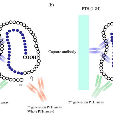 Characteristics Of The Typical Parathyroid Hormone Pth Assays Download Table