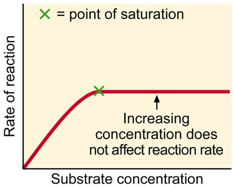 Factors Affecting Enzyme Activity Flashcards Quizlet