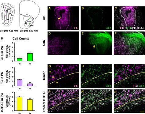 Retrograde Labeling In Pc After Injection Of Tracers Into Ob And Aon