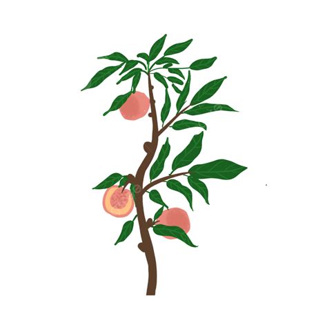 손으로 그린 평평한 바람 단일 지점 복숭아 나무 녹색 식물 중국 스타일 식물 Png 일러스트 및 Psd 이미지 무료 다운로드 Pngtree