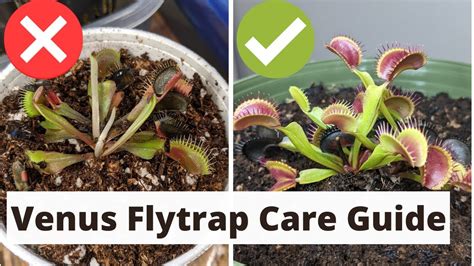 How Big Do Venus Fly Traps Get Complete Guide And Key Details Taft